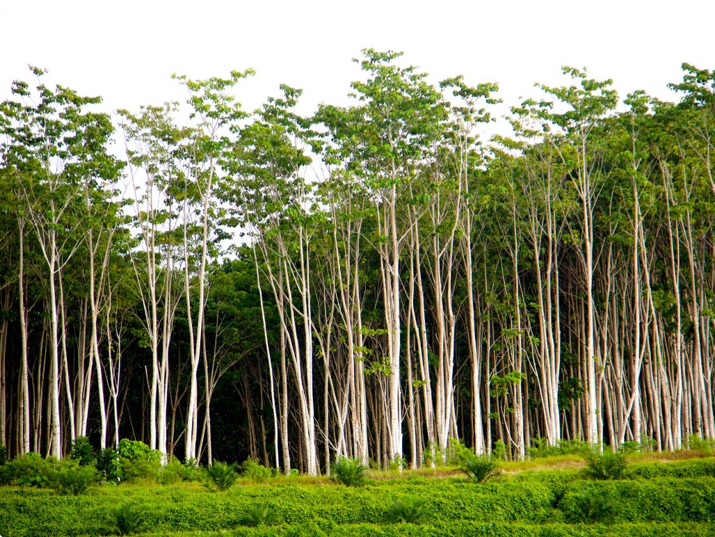 CO2-neutrales Sandwich-Kernmaterial - Leichtbauwelt